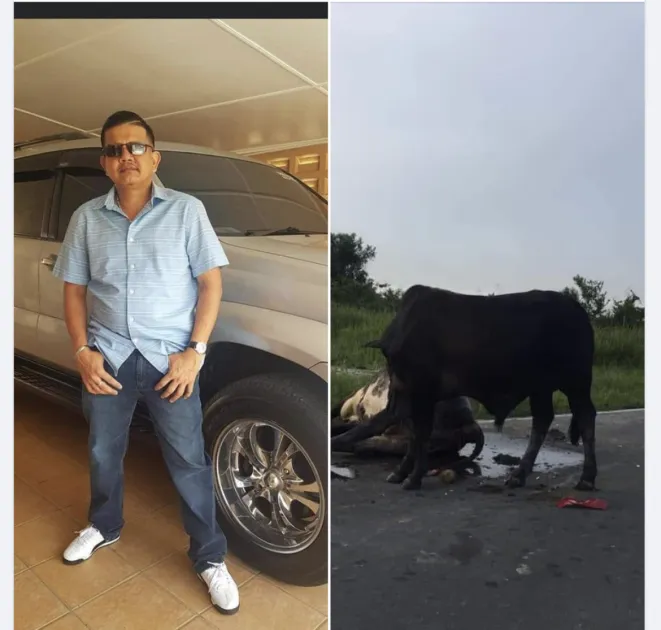 Man in Guyana killed after his vehicle crashed into a dead cow at Mocha ...