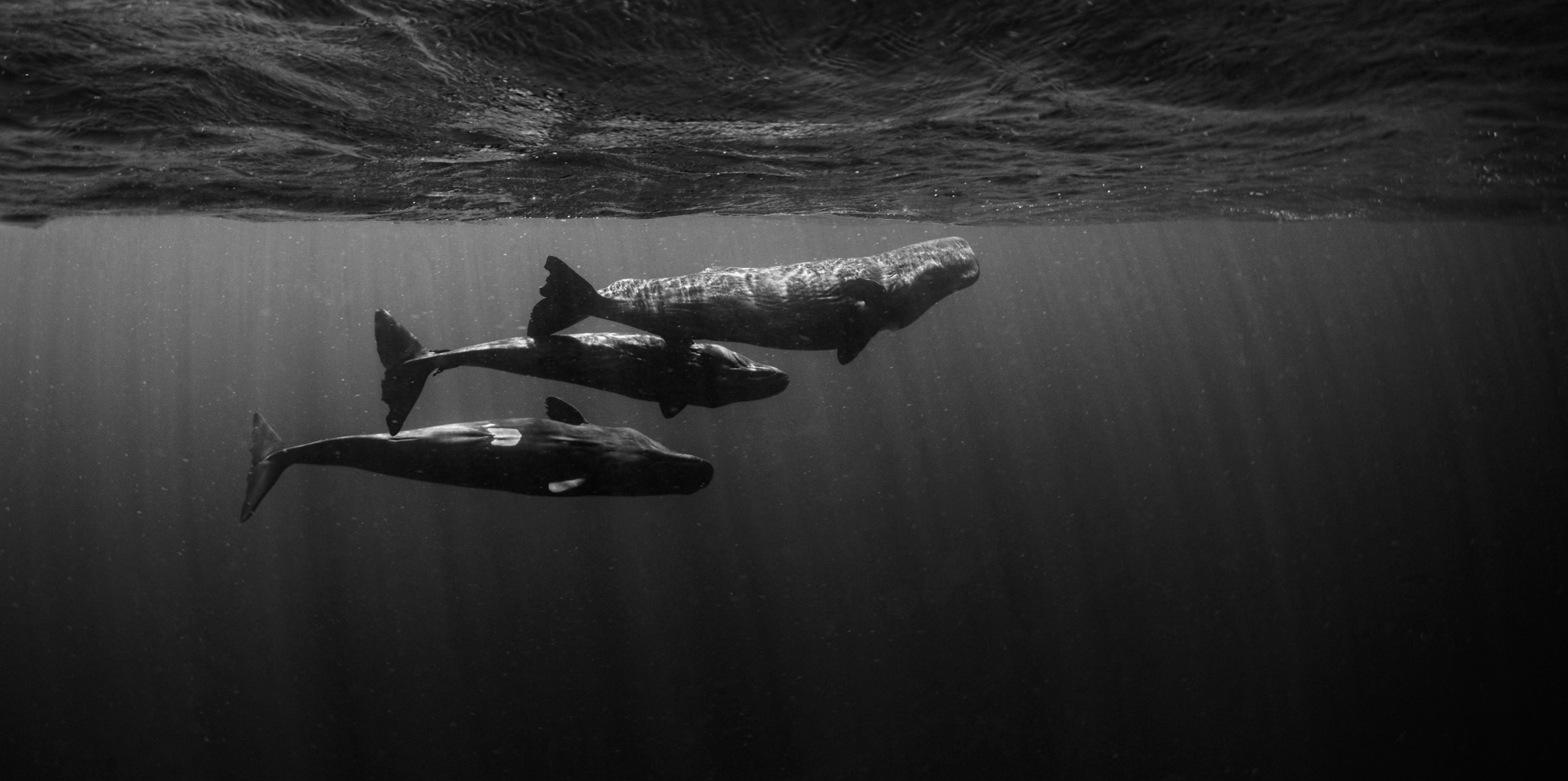 Dominica: As Mas Domnik Comes Close, Pictures of Last Year's Carnival ...