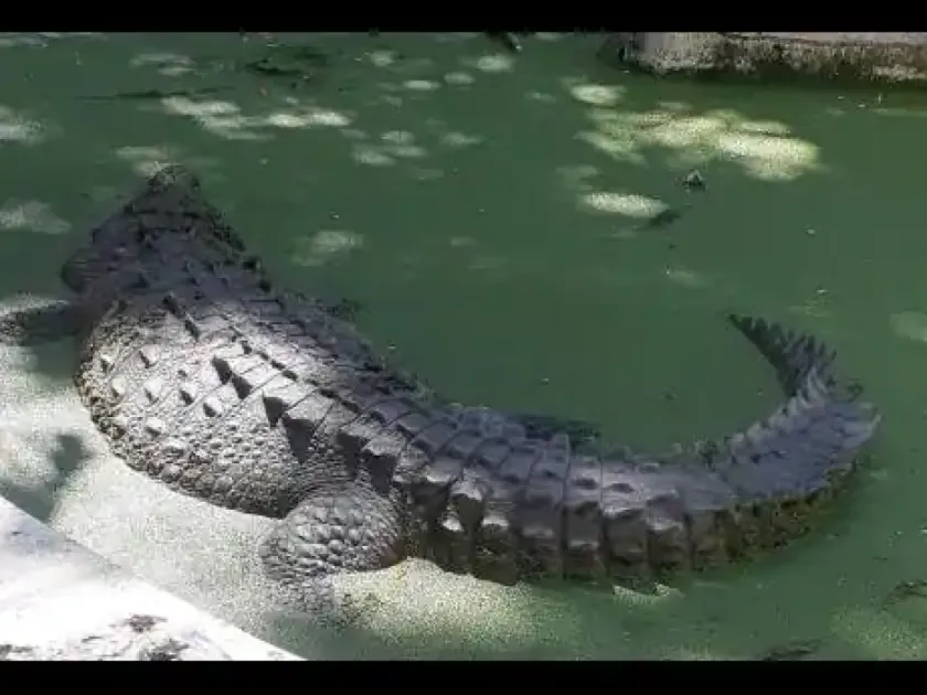 Jamaica: NEPA urges to exercise caution amidst crocodile displacement ...