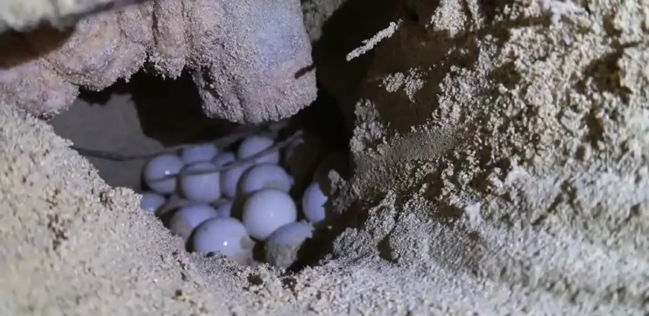 Rare Sighting: Hawksbill Turtle lays eggs on Antigua beach - WIC News