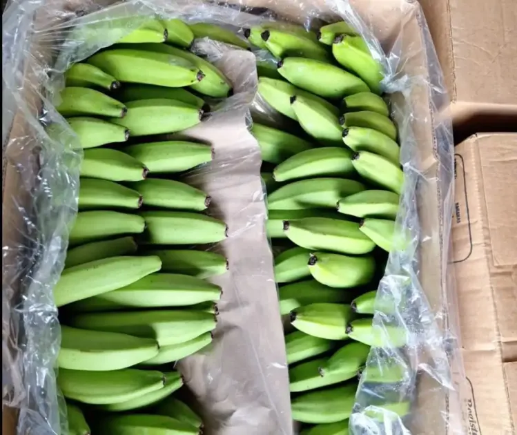 Saint Lucia’s premium bananas exported to Canada for first time - WIC News