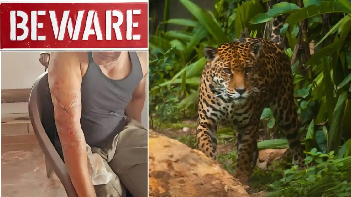 Tourist attacked by Jaguar in Suriname; SHATA urges caution, stresses ...