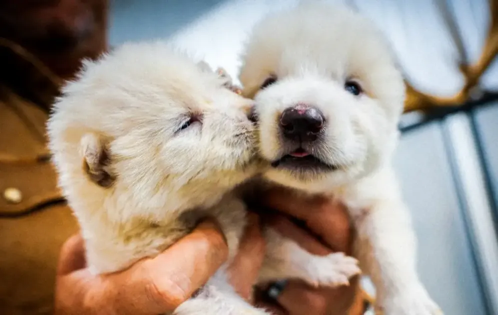 Extinct Dire Wolf species makes a comeback after 12,000 years, how? - WIC News