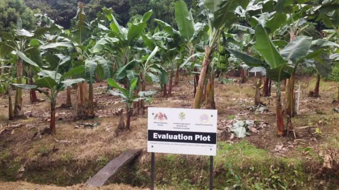Dominica exploring banana varieties to defeat leaf-spot disease - WIC News