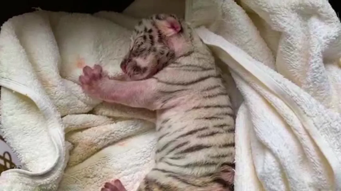 Rare white tiger cubs born at Cuba's National Zoo in Havana - WIC News