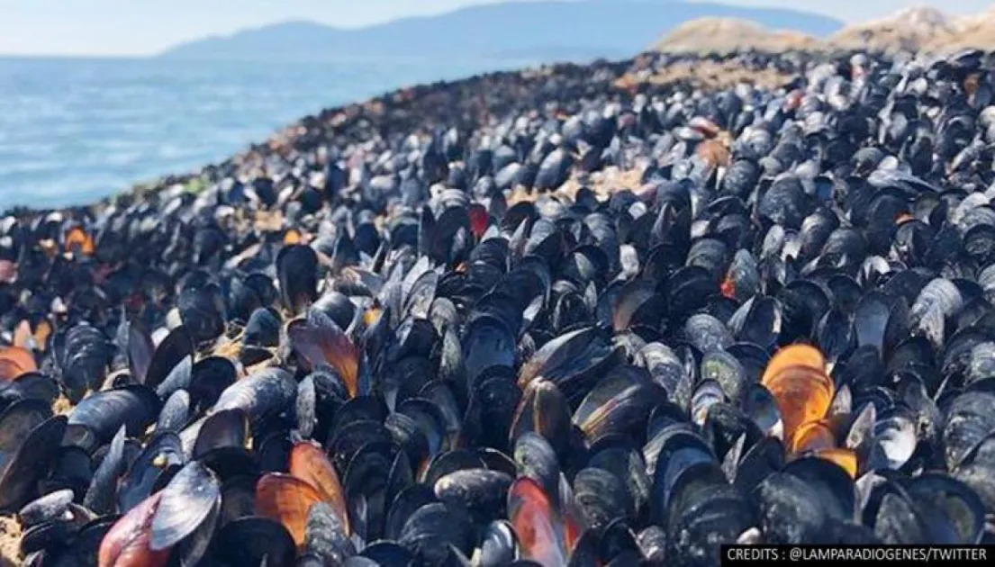 Heat wave in Canada kills millions of marine life creatures - WIC News